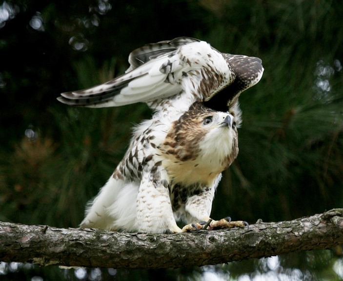 Spying On The World’s Most Famous Hawk: Pale Male | Vicki Constantine Croke