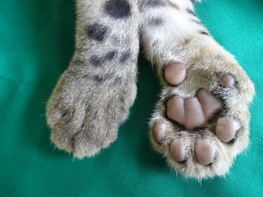 3 A view of the front limbs and big paws_photo_Sanatan Deka_IFAW-WTI ...