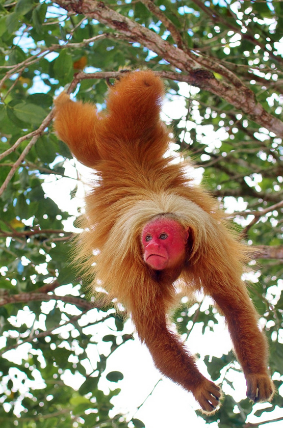 Red Uakari Monkey-Aaron Martin-Rainforest Trust | Vicki Constantine Croke