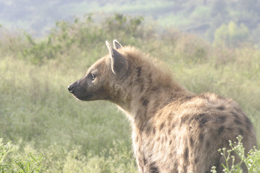 hyena in sun-Marcus Baynes-Rock | Vicki Constantine Croke